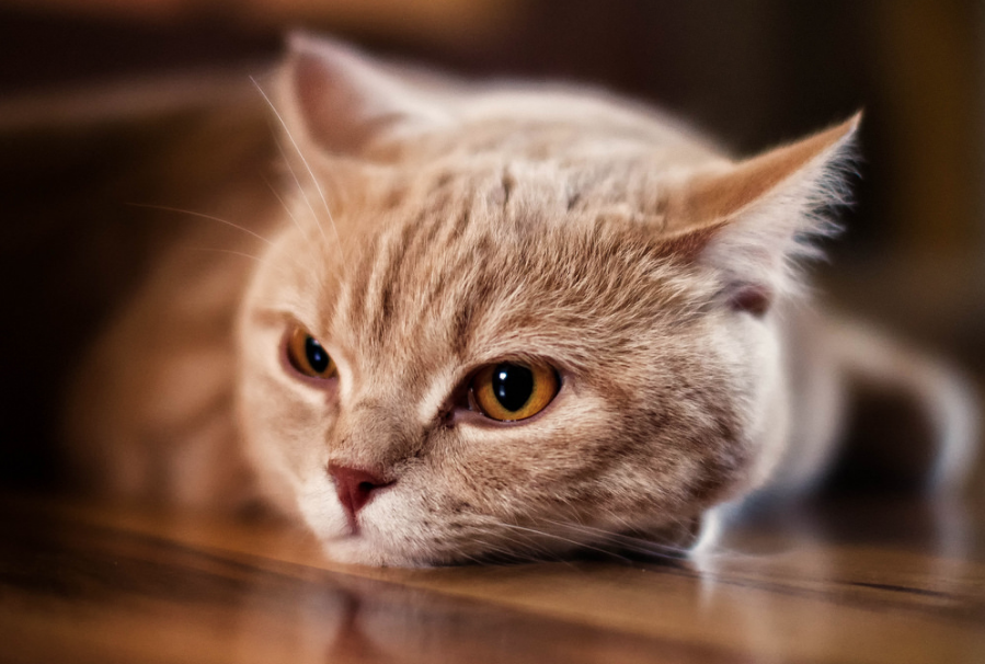 cat sitter em sao paulo - Blog da Pet Anjo