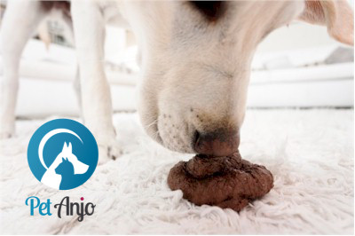 Coprofagia: o que é? Como impedir?