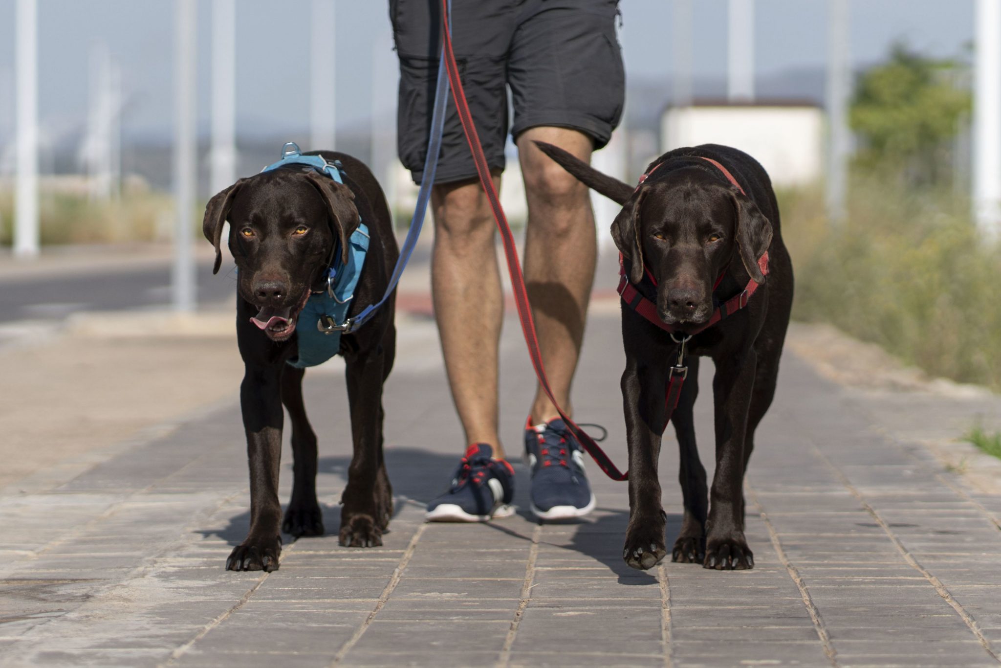 O que faz um Dog Walker? Descubra agora! | Blog da Pet Anjo