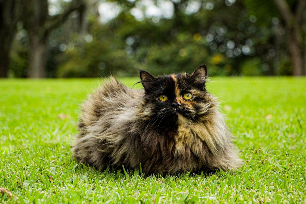 Descubre todo sobre la raza de gato persa - Store Latina
