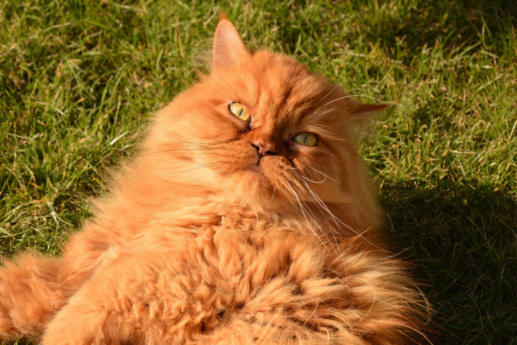 Saiba tudo sobre a raça de gato Persa | Blog da Pet Anjo