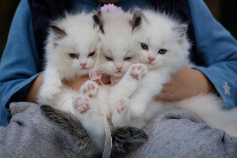 Aprenda como cuidar de gatos recém-nascidos | Blog da Pet Anjo