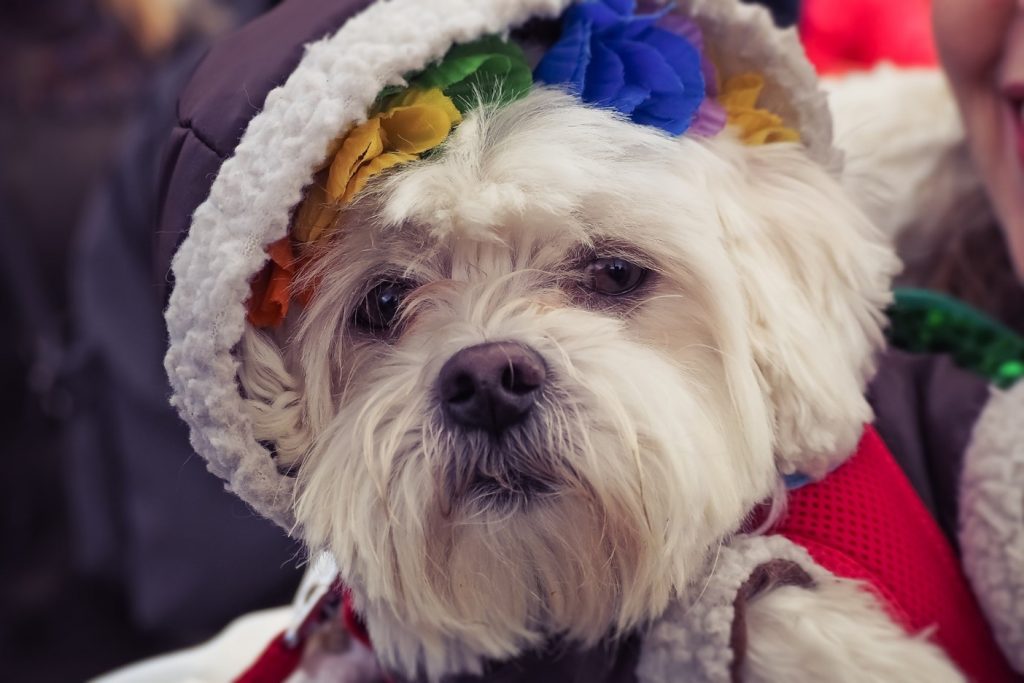 Carnaval pet: entenda como cuidar do seu cachorro| Blog da Pet Anjo