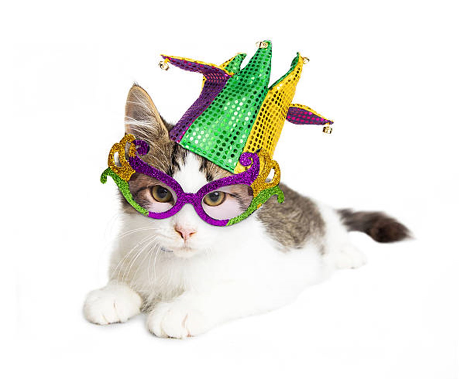 Carnaval pet: entenda como cuidar do seu cachorro| Blog da Pet Anjo