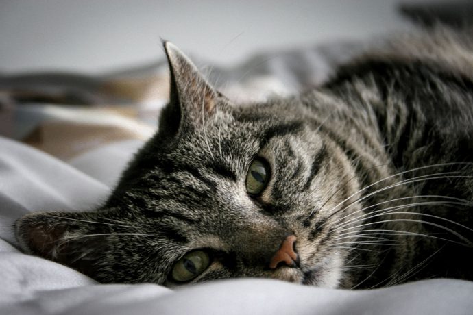 Gato Bravo: entenda como ajudar