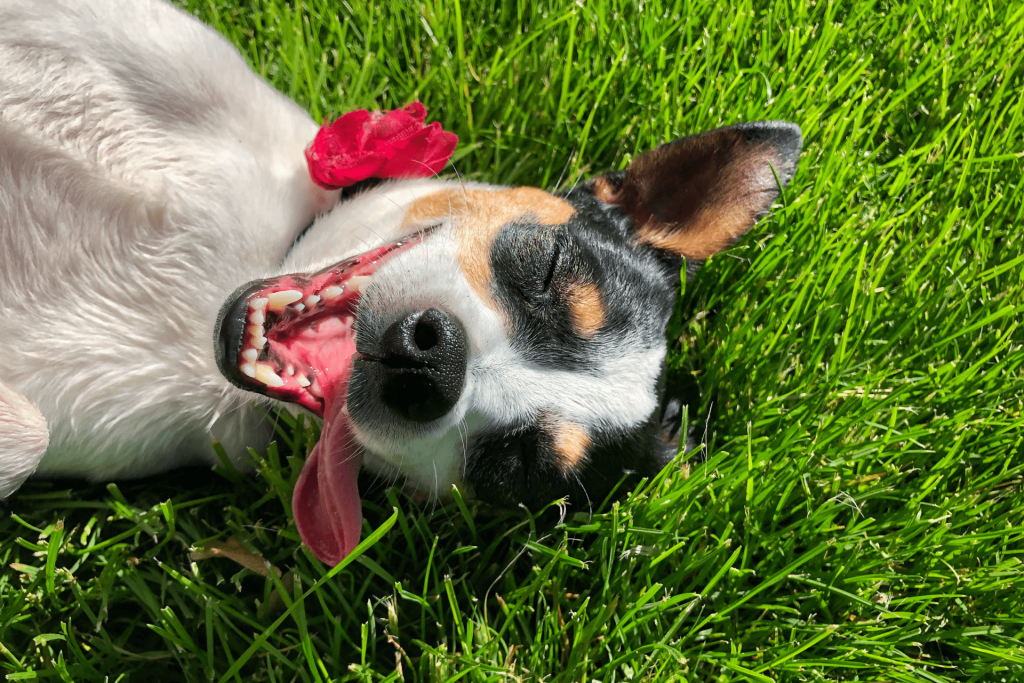 Cuidados com cães: dicas essenciais para a saúde e bem-estar do seu pet