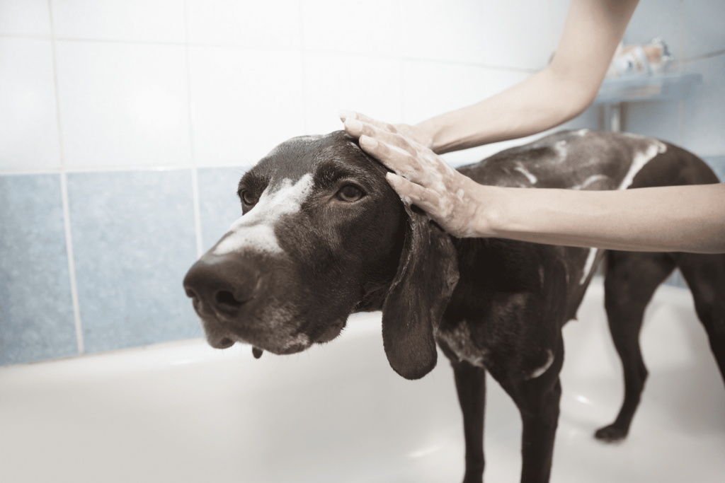 Cuidados com cães: dicas essenciais para a saúde e bem-estar do seu pet