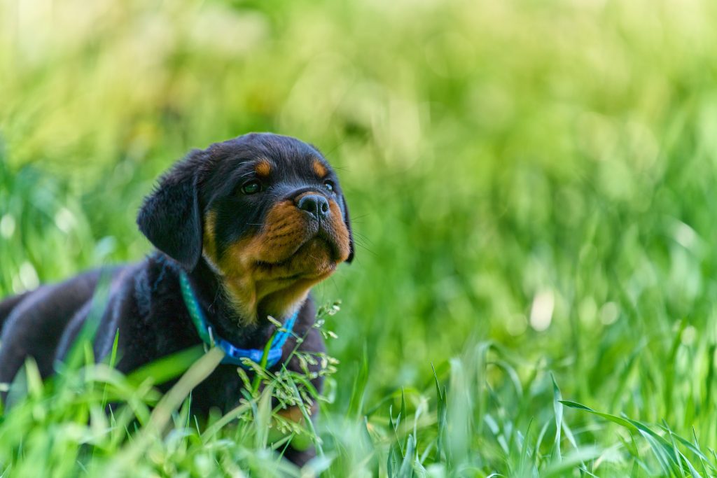 Cuidados com cães: dicas essenciais para a saúde e bem-estar do seu pet