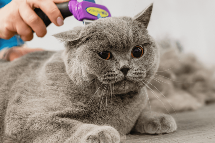 Gato com calor: entenda como refrescar o seu felino
