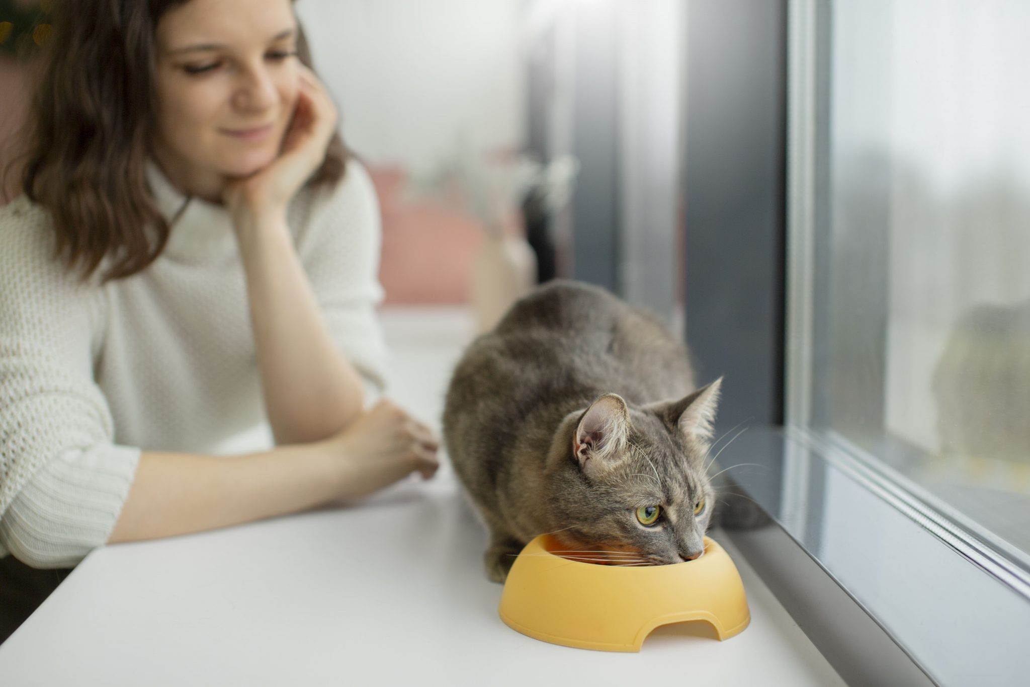 Gato com calor: entenda como refrescar o seu felino