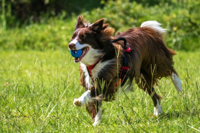 Cachorro Border Collie: conheça a raça! Blog da Pet Anjo