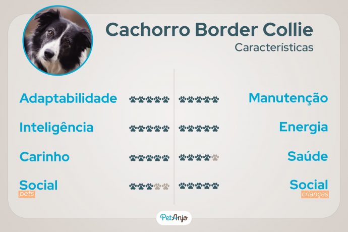 Cachorro Border Collie: conheça a raça! Blog da Pet Anjo