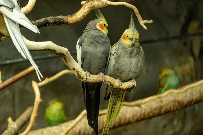 Descubra tudo sobre a calopsita | Blog da Pet Anjo