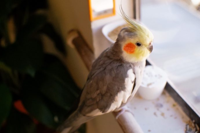 Descubra tudo sobre a calopsita | Blog da Pet Anjo