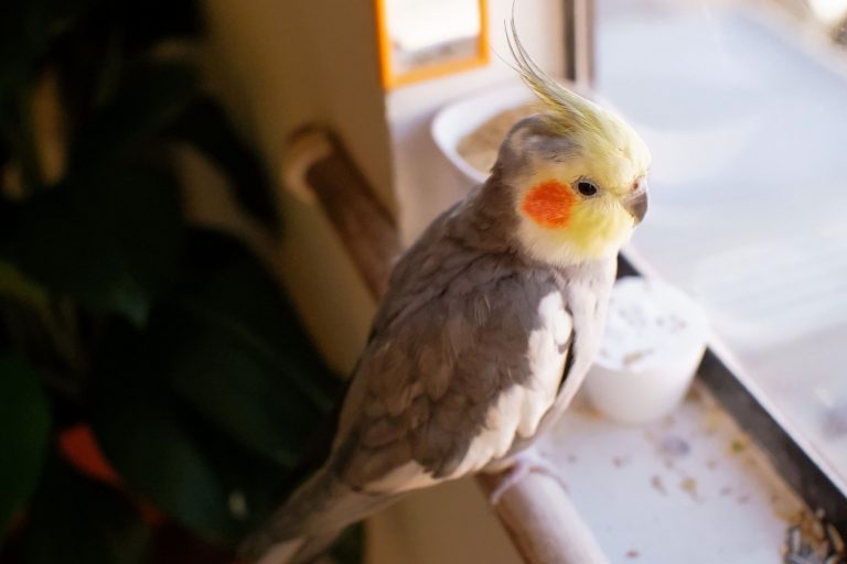 Descubra tudo sobre a calopsita | Blog da Pet Anjo