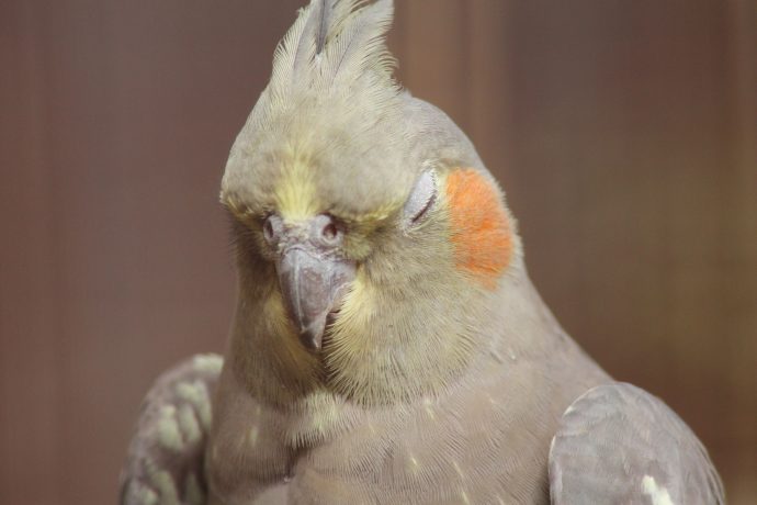 Descubra tudo sobre a calopsita | Blog da Pet Anjo