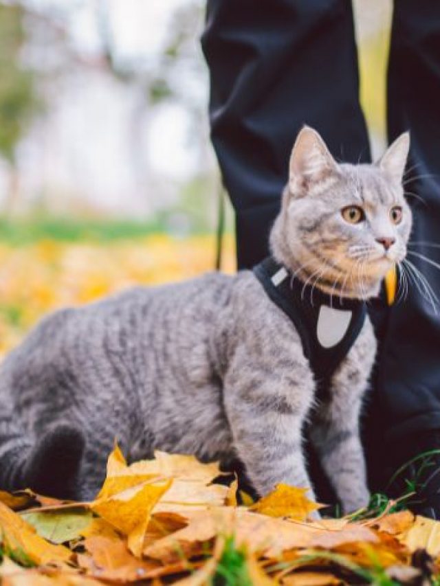 Passear com gato: será que é necessário? - Blog da Pet Anjo