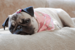 Vaginite canina: entenda tudo sobre a inflamação | Blog Pet Anjo